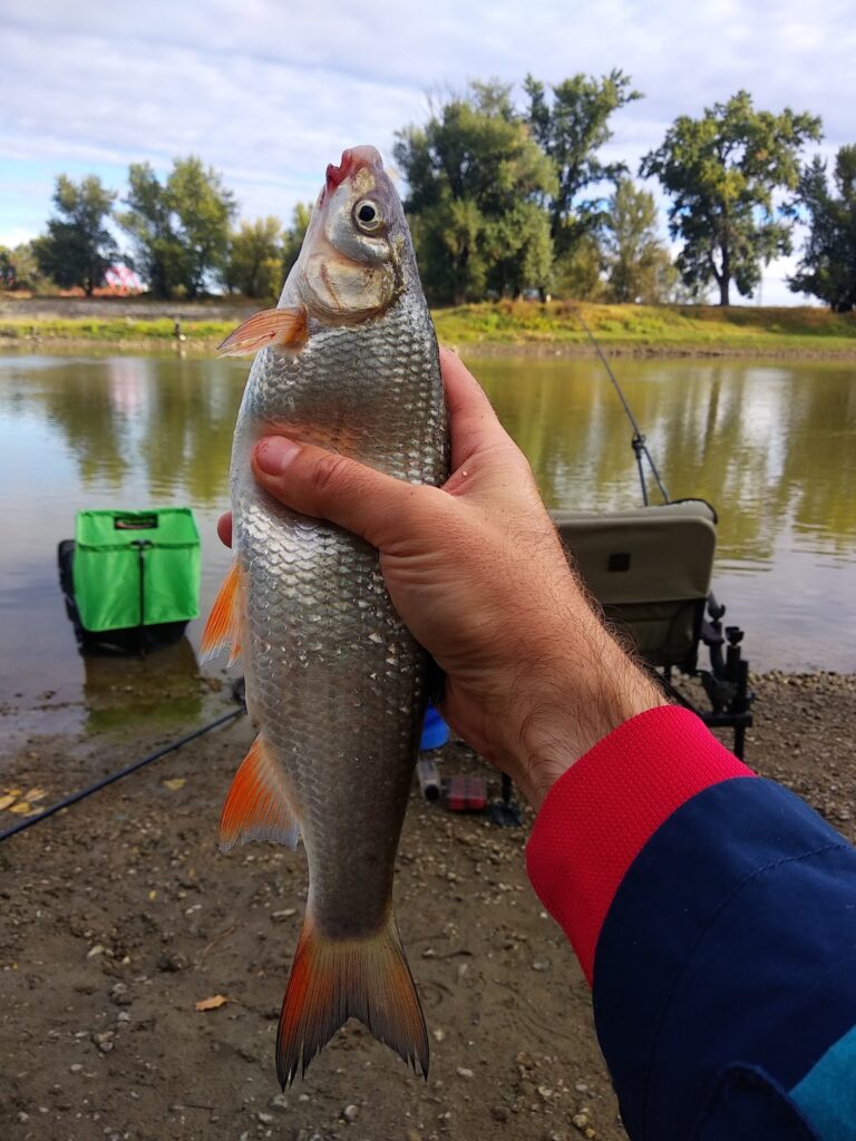 Pescuitul scobarului pe râu primăvara tehnici și strategii – Pescuit ...